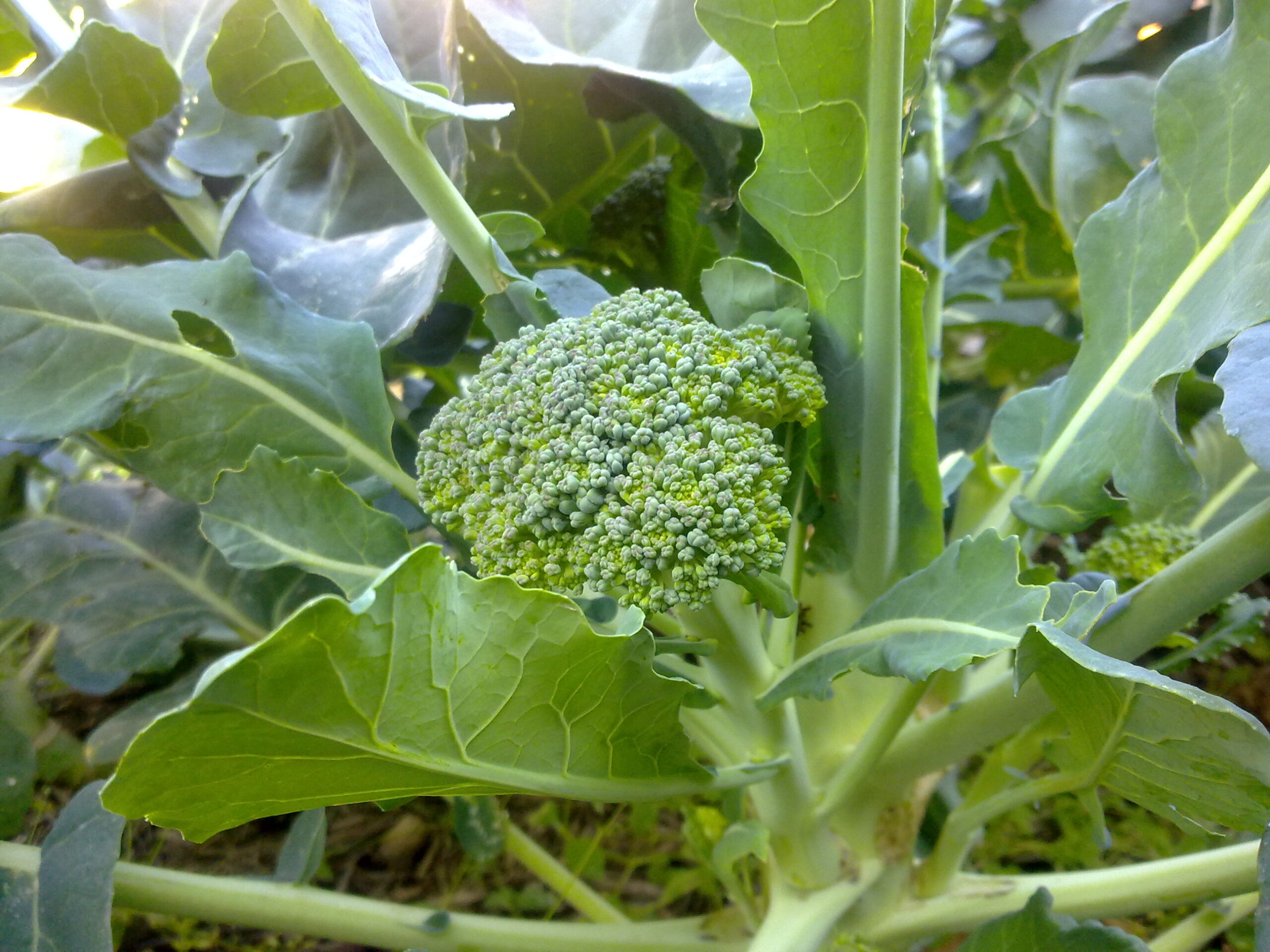 Cooking with Organic Broccoli - ABC Organic Gardener Magazine