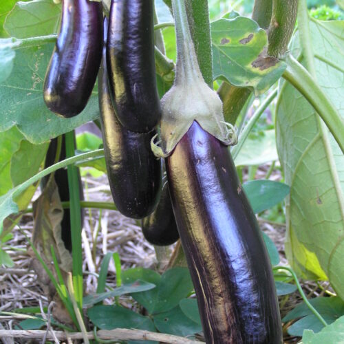 Eggplant - ABC Organic Gardener Magazine