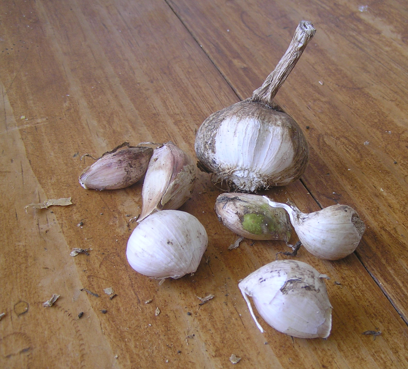 How to grow organic garlic - ABC Organic Gardener Magazine