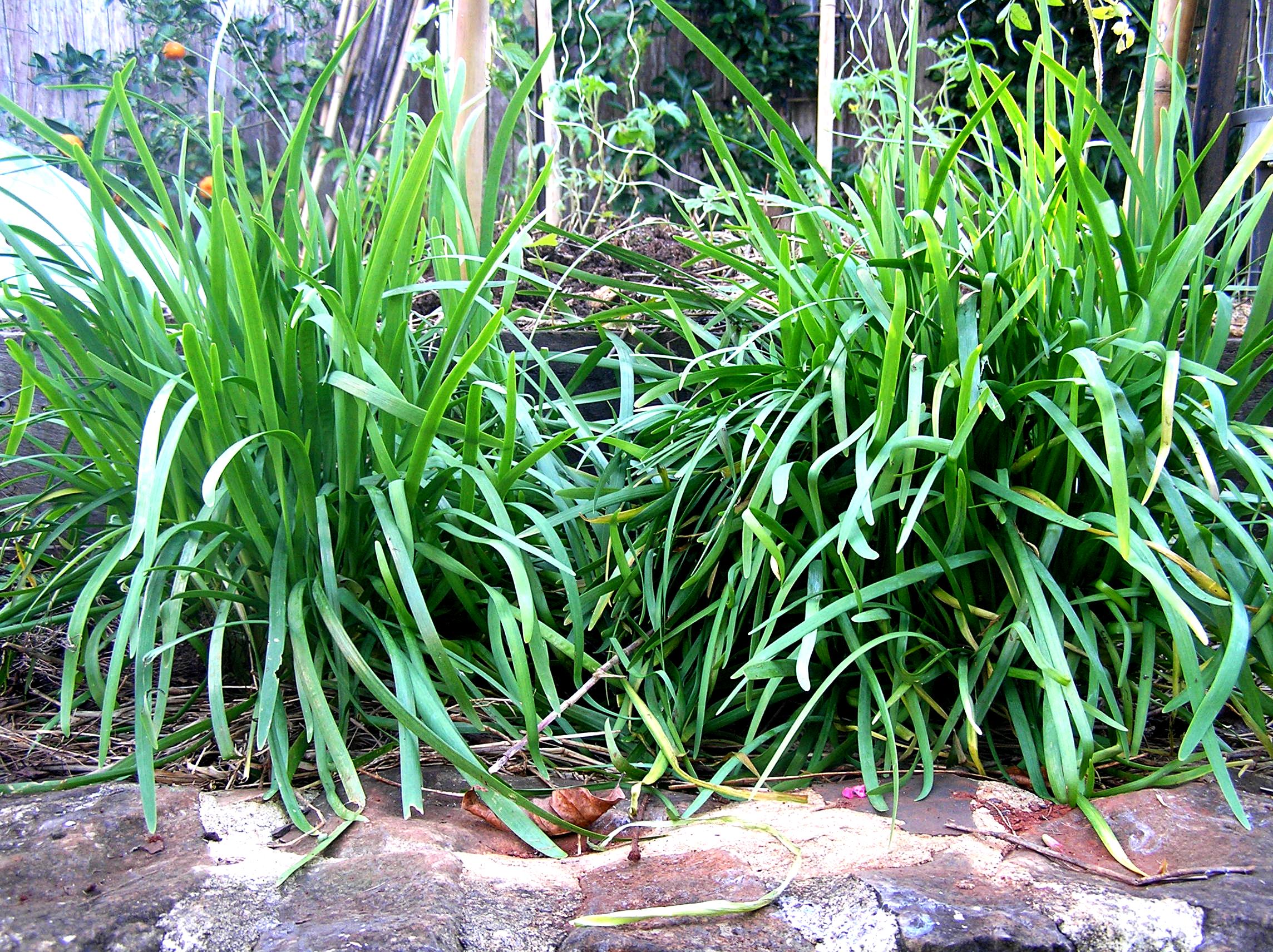 How do you use your garlic chives? - ABC Organic Gardener Magazine