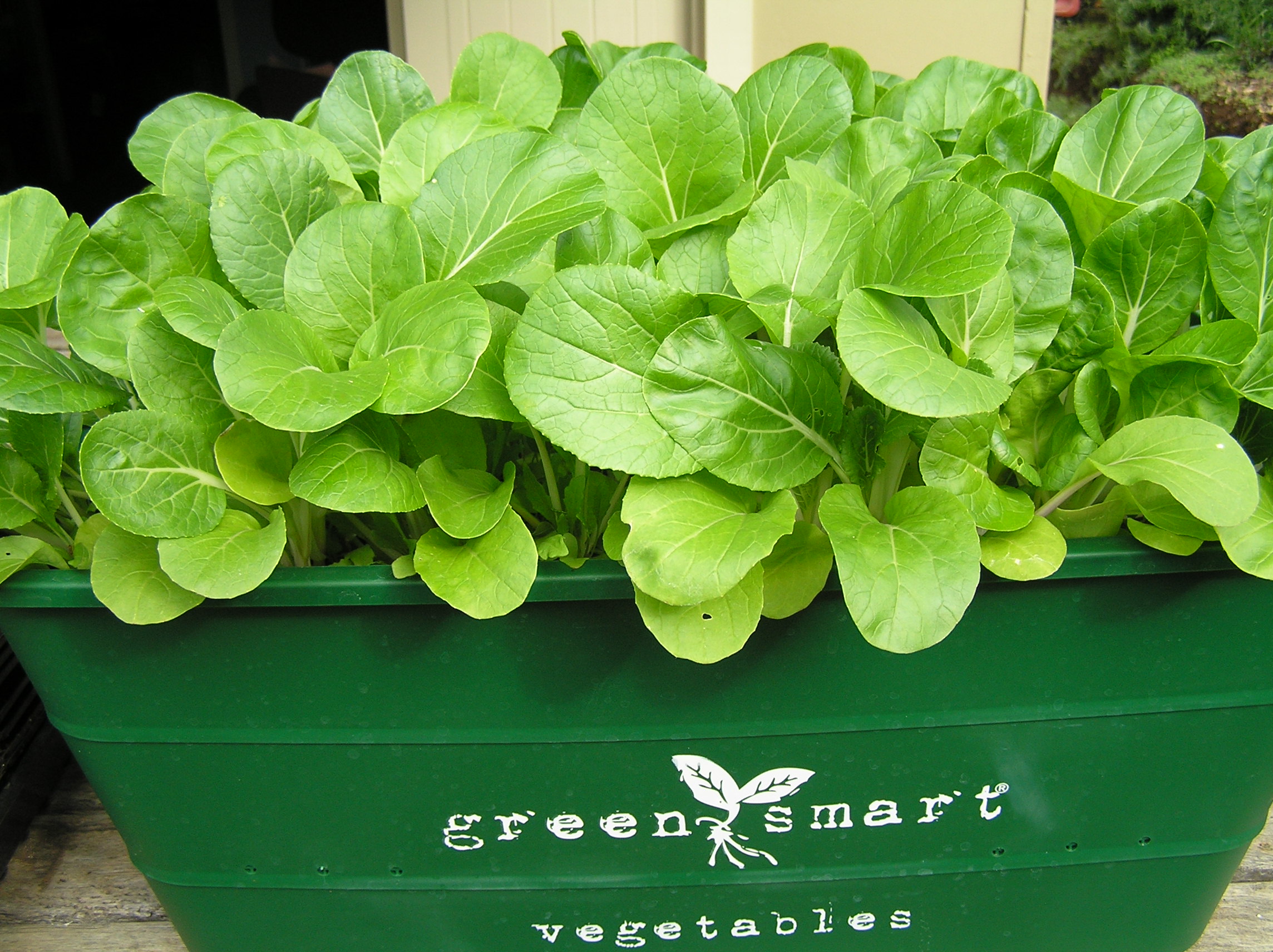 How to Grow Organic Container Crops - ABC Organic Gardener Magazine