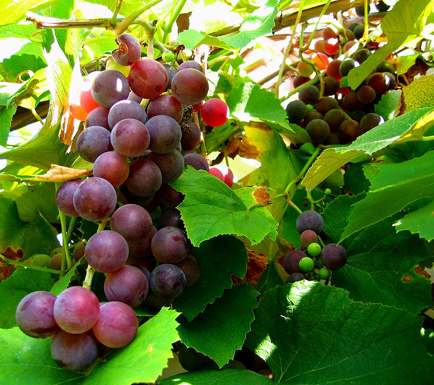 Isabella Grapes Save the Day - ABC Organic Gardener Magazine