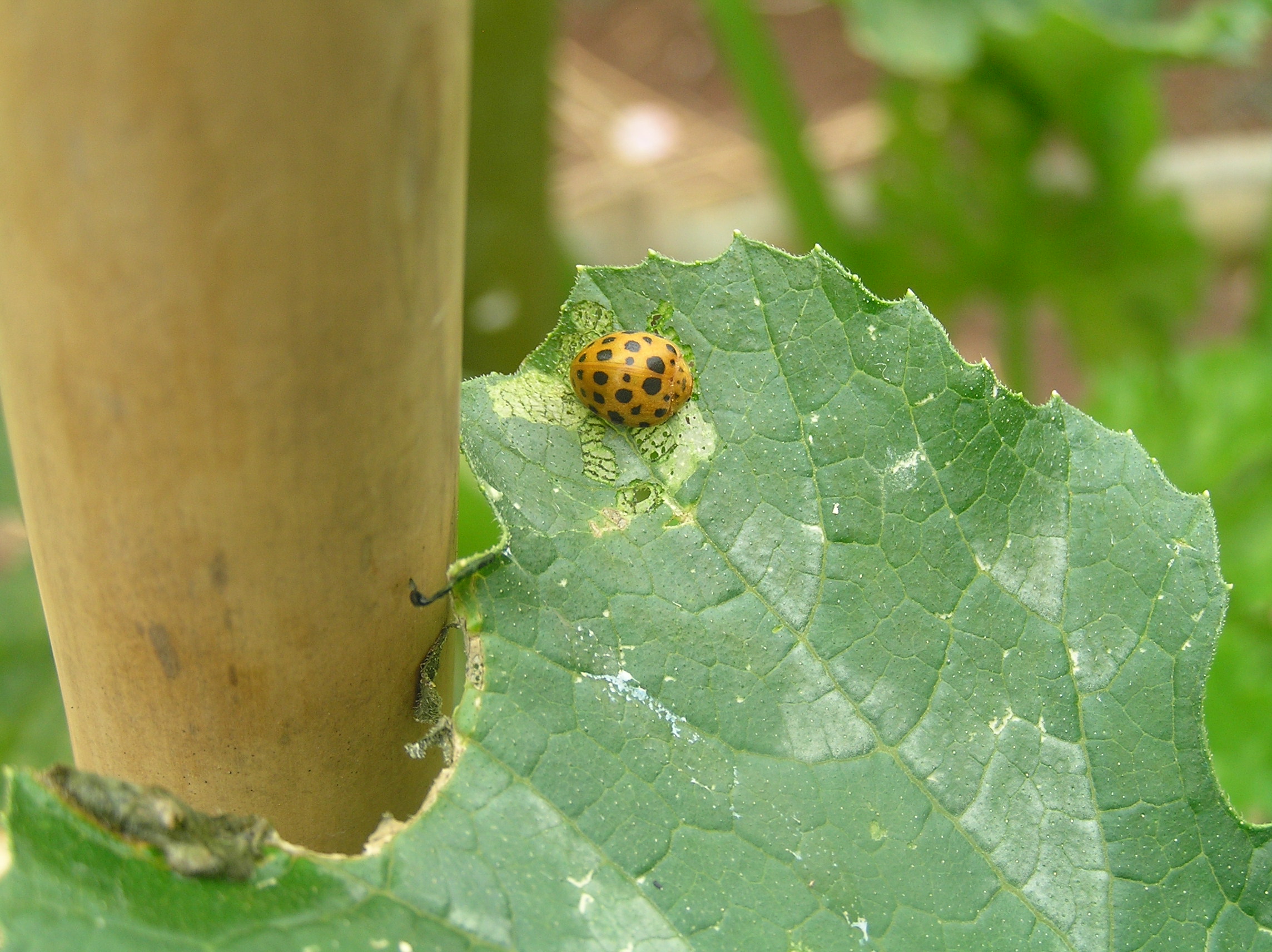 How to control the 28 spotted leaf eating ladybird organically - ABC ...