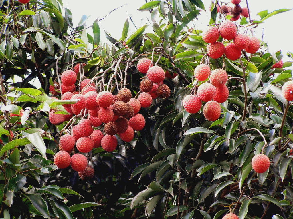 How to Grow Organic Lychees - ABC Organic Gardener Magazine