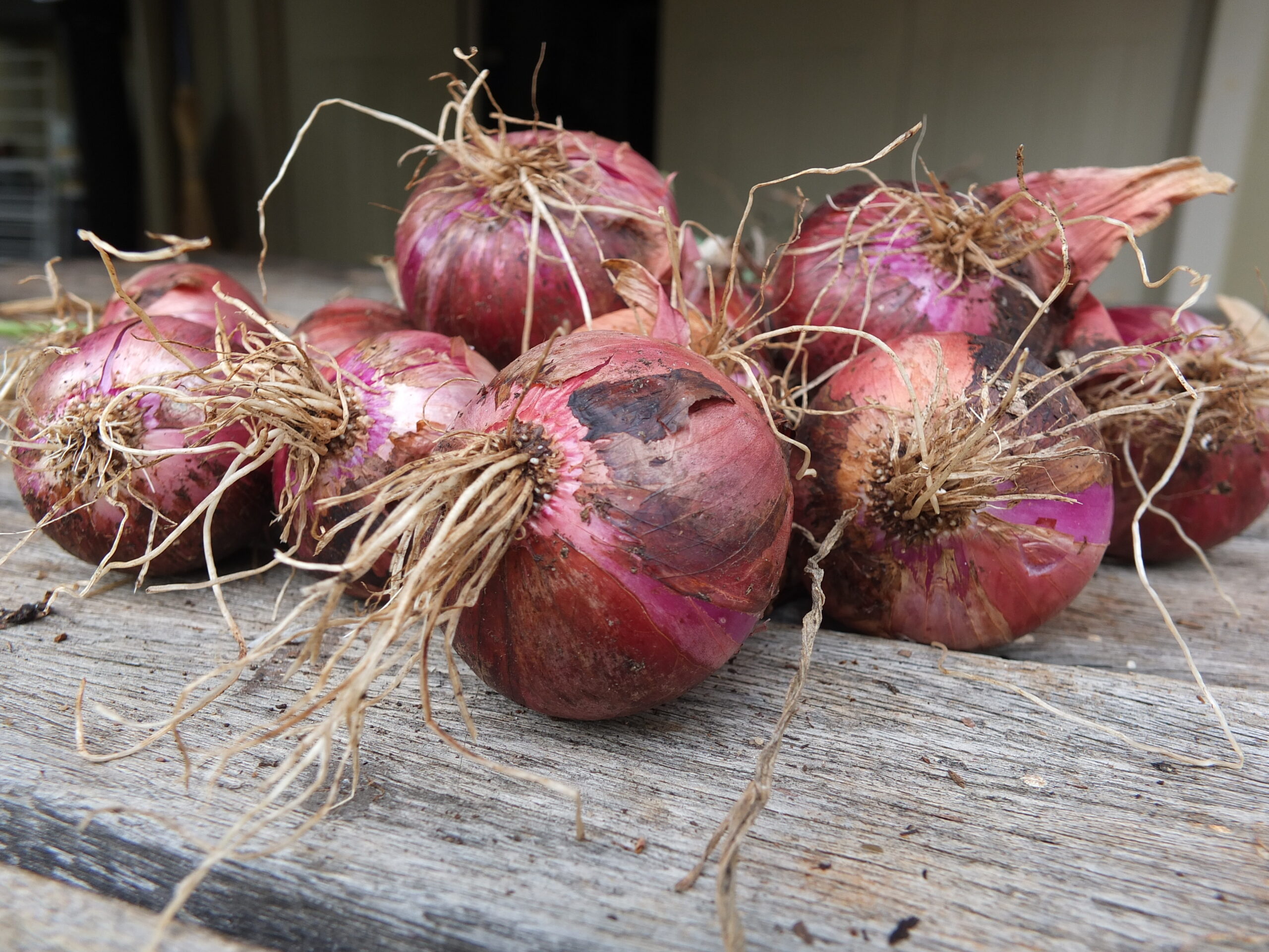 How to harvest and store onions - ABC Organic Gardener Magazine