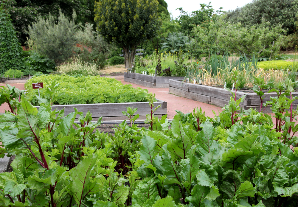 A visit to Pete's Patch, Hobart - ABC Organic Gardener Magazine