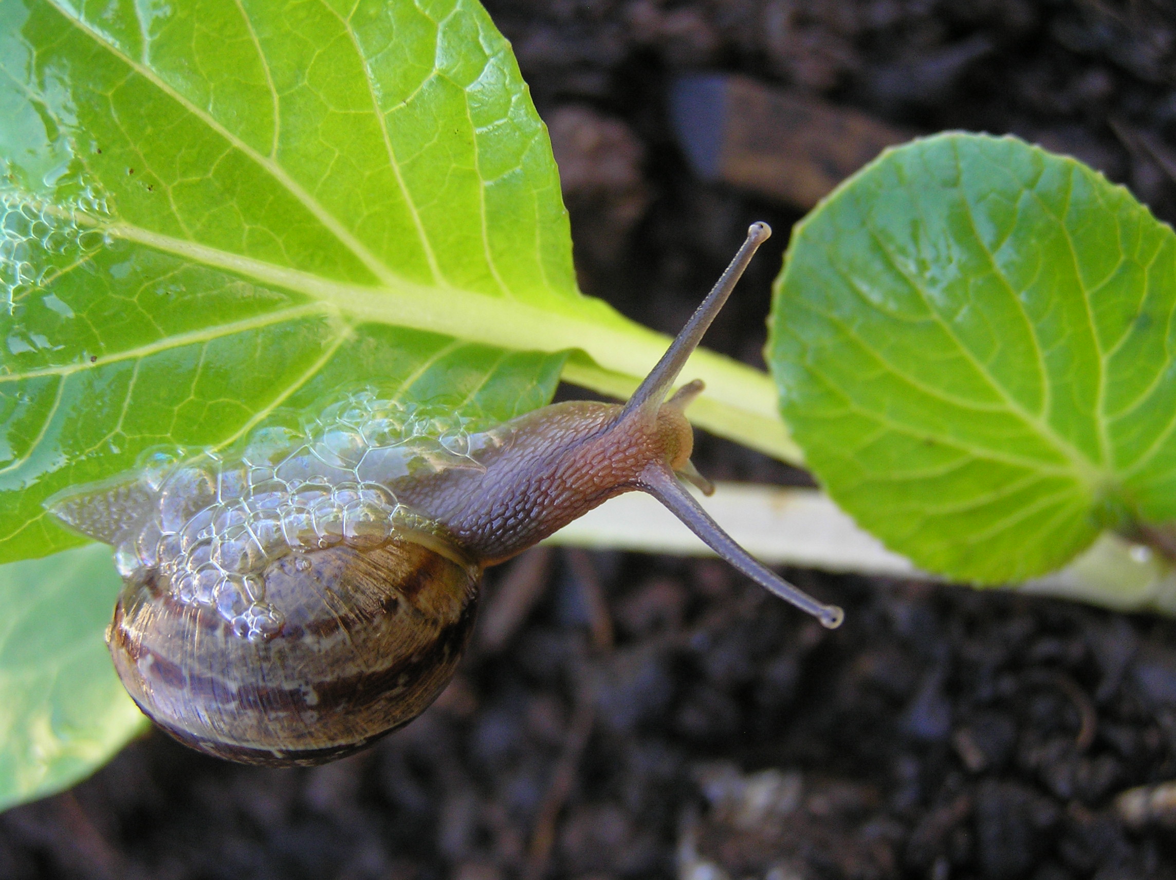 Snail patrol: simple ways to control these pest - ABC Organic Gardener ...