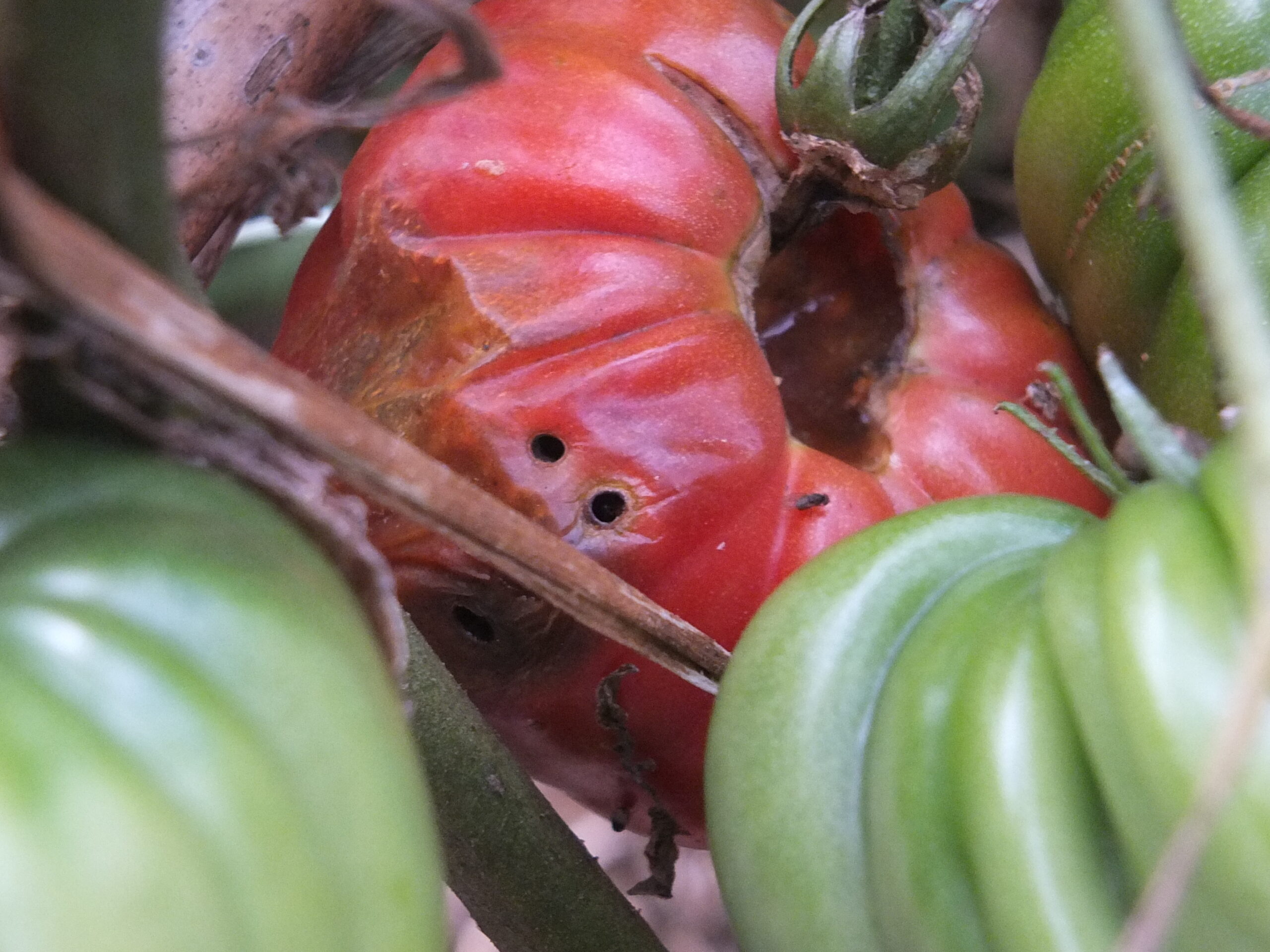 How to control tomato caterpillar - ABC Organic Gardener Magazine