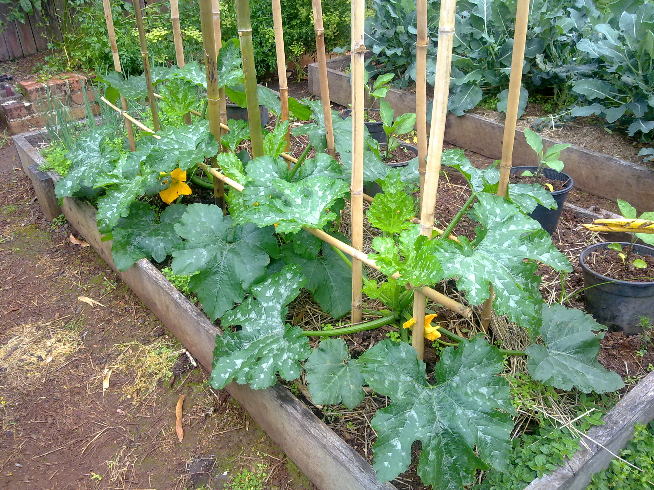 Zucchini Frame Update - ABC Organic Gardener Magazine