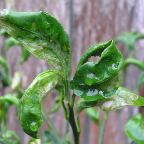 Pear and cherry slug - ABC Organic Gardener Magazine