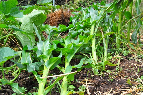 Unmulched corn takes a battering - ABC Organic Gardener Magazine