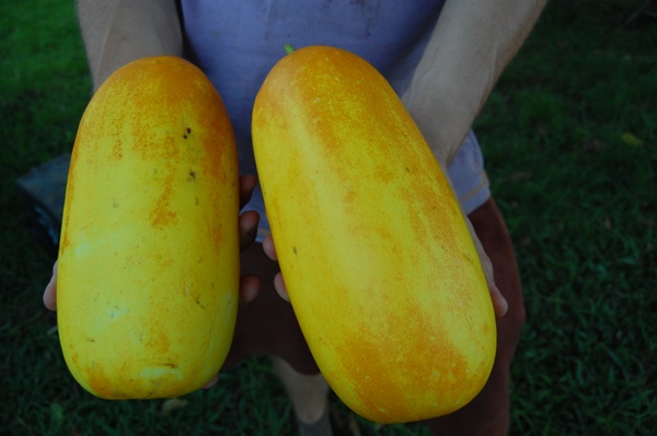 Giant Russian cucumbers live up to their name - ABC Organic Gardener ...