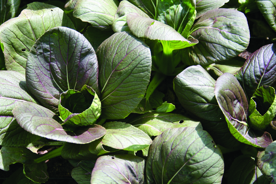 Full greens ahead - ABC Organic Gardener Magazine