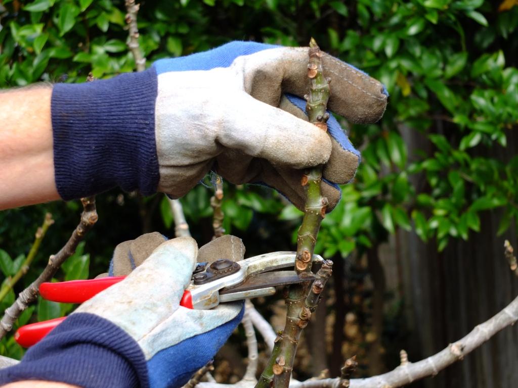How to prune edible figs - ABC Organic Gardener Magazine