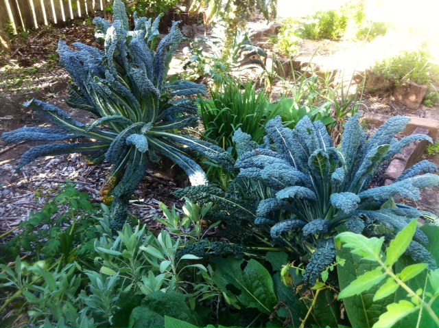 Kale forever - ABC Organic Gardener Magazine