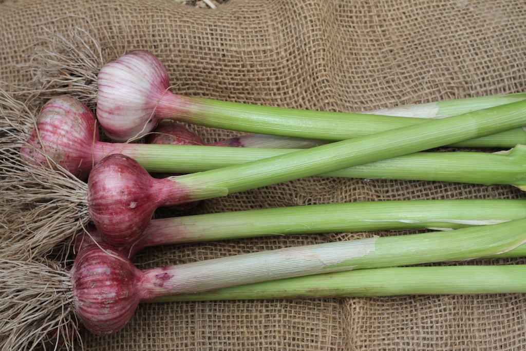 Planting garlic - ABC Organic Gardener Magazine