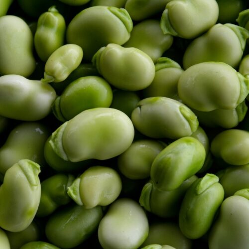 Broad beans - ABC Organic Gardener Magazine