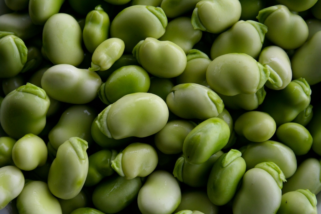 Broad bean harvesting - ABC Organic Gardener Magazine