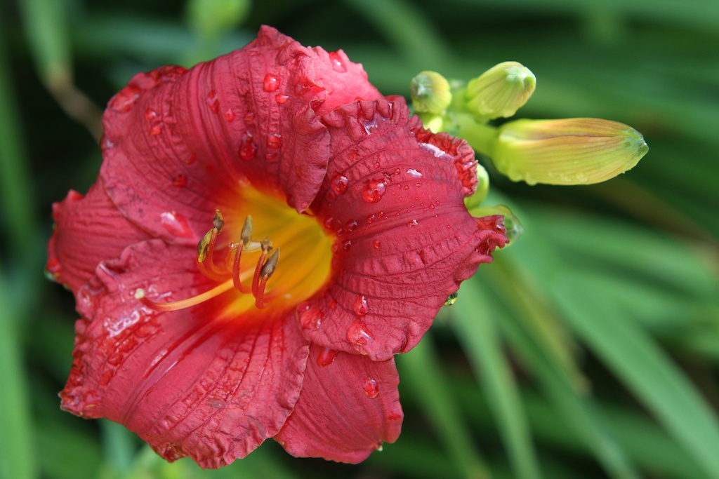 Delightful, delicious daylily - ABC Organic Gardener Magazine
