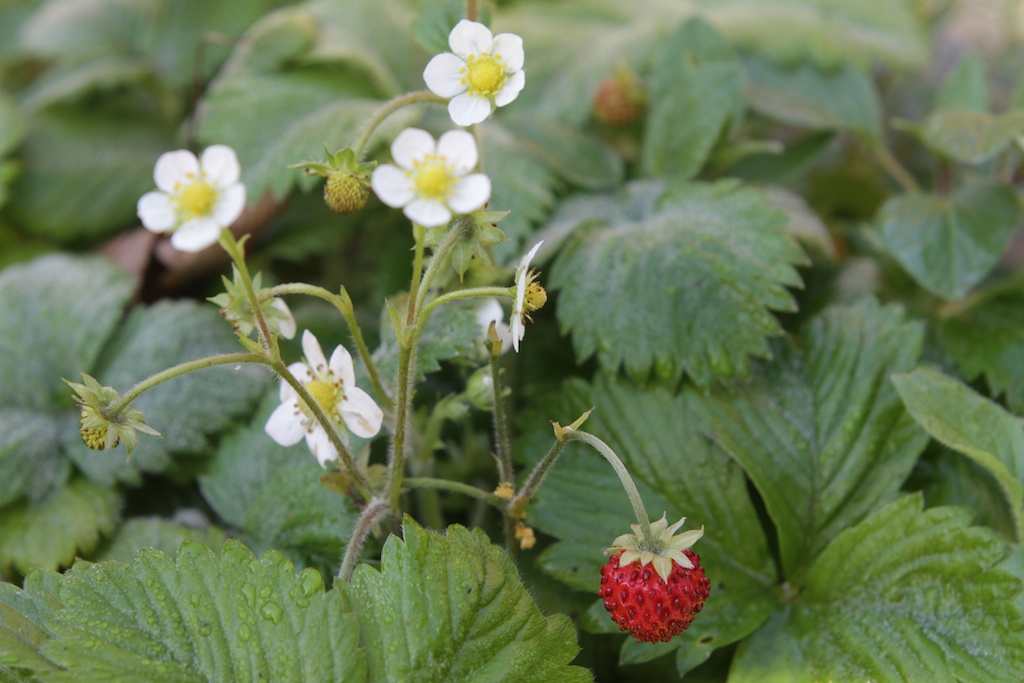 Grow alpine strawberries - ABC Organic Gardener Magazine