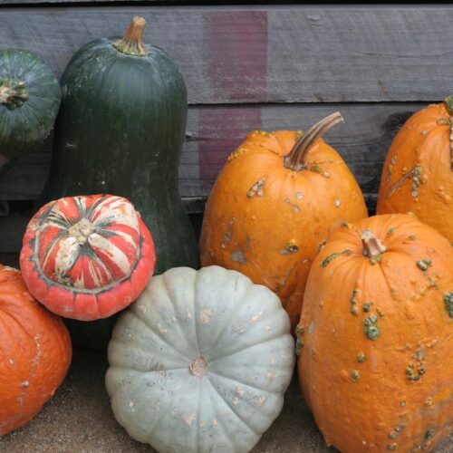 Pumpkins - ABC Organic Gardener Magazine