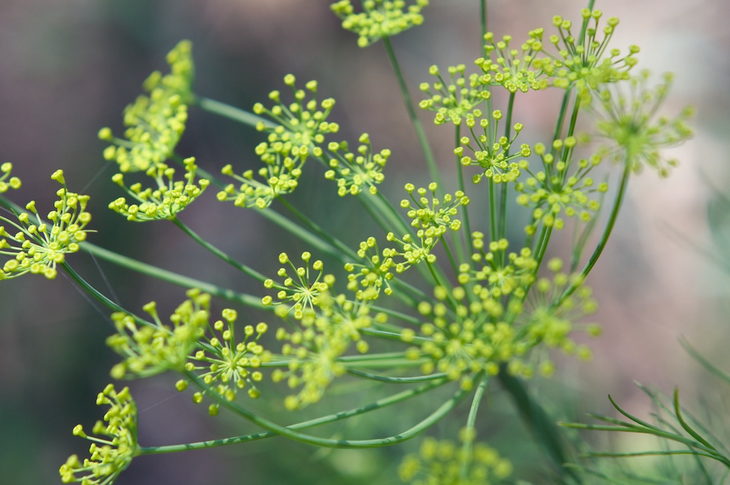 Dill is for digestion - ABC Organic Gardener Magazine