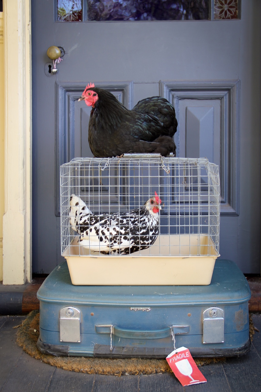 Travelling with chooks - ABC Organic Gardener Magazine