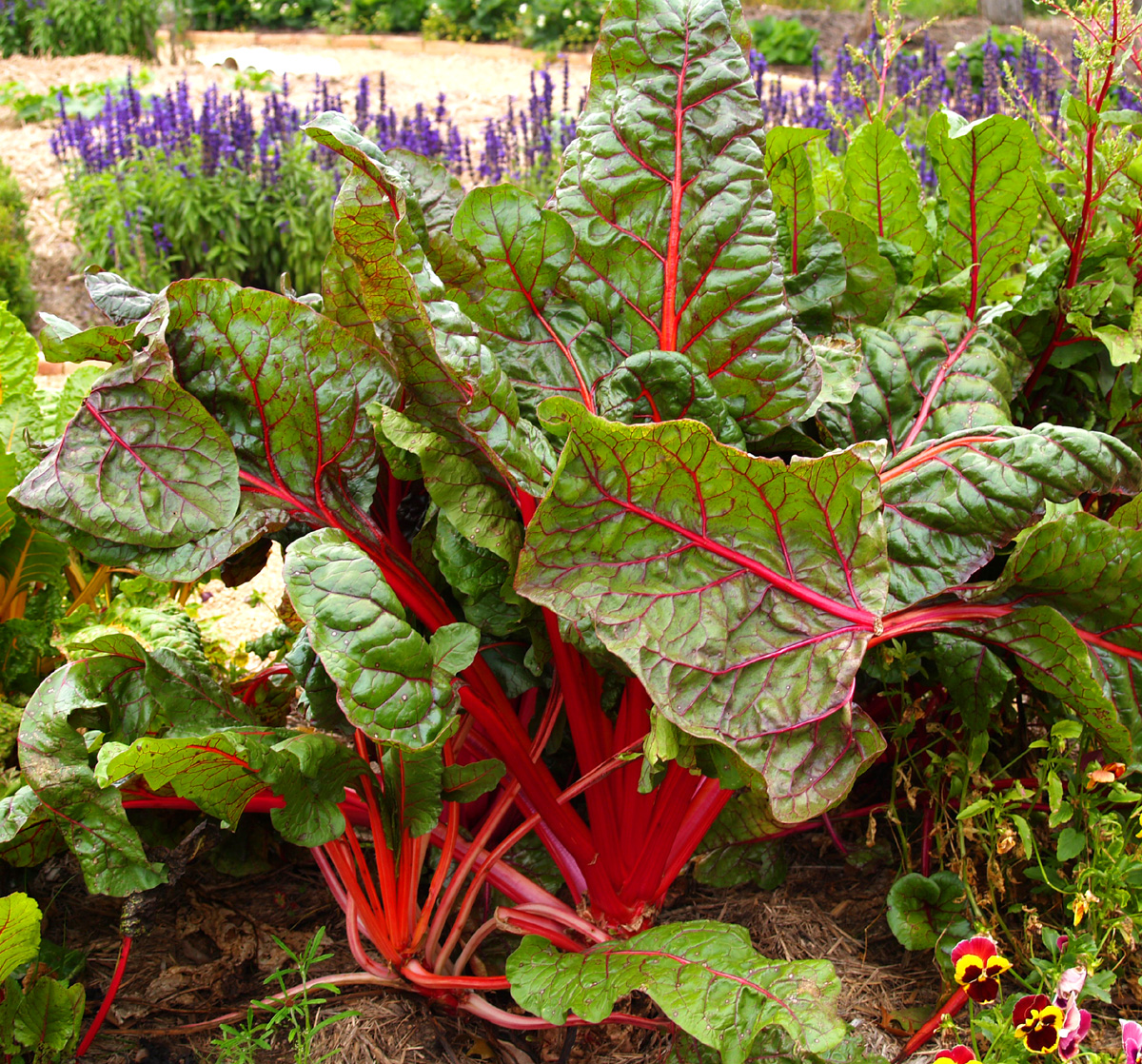 March planting guide - ABC Organic Gardener Magazine