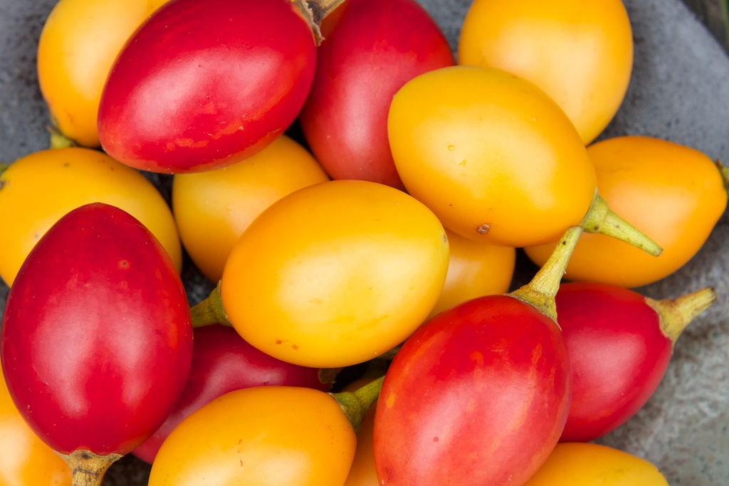 Tangy tamarillo - ABC Organic Gardener Magazine