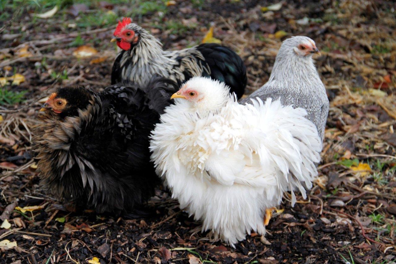 New chook on the block - ABC Organic Gardener Magazine