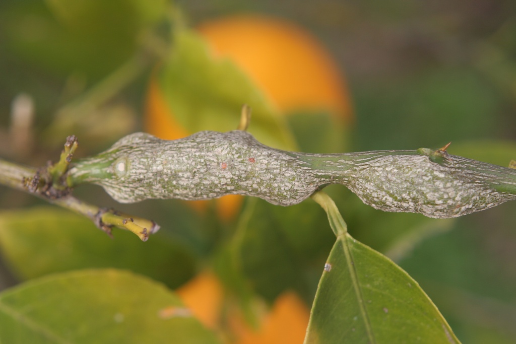 Citrus gall wasp - ABC Organic Gardener Magazine