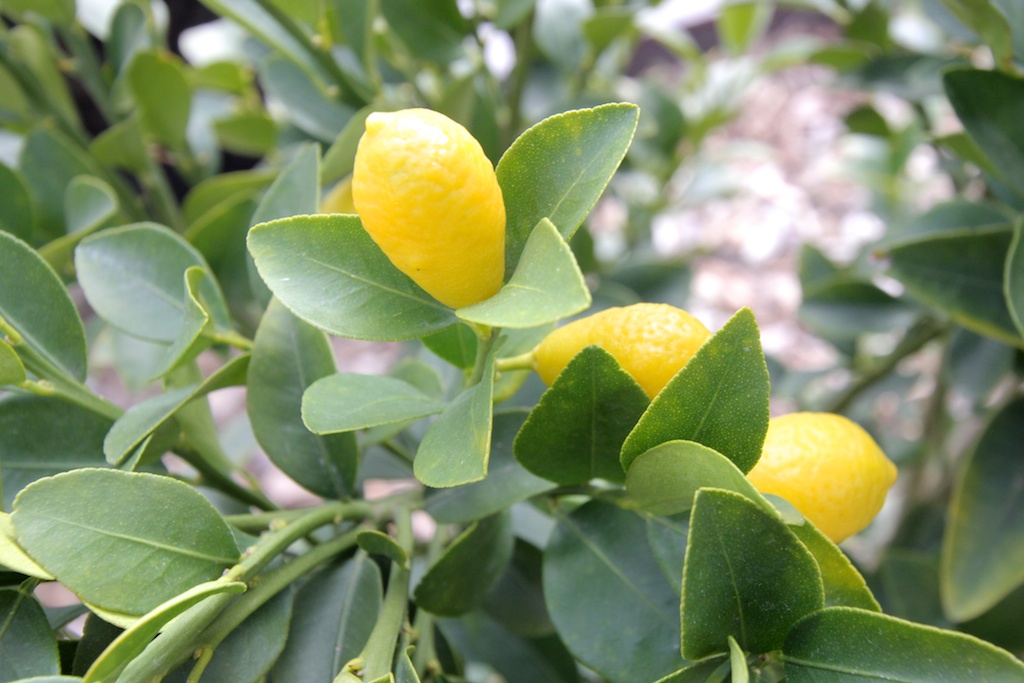 Aussie citrus - ABC Organic Gardener Magazine