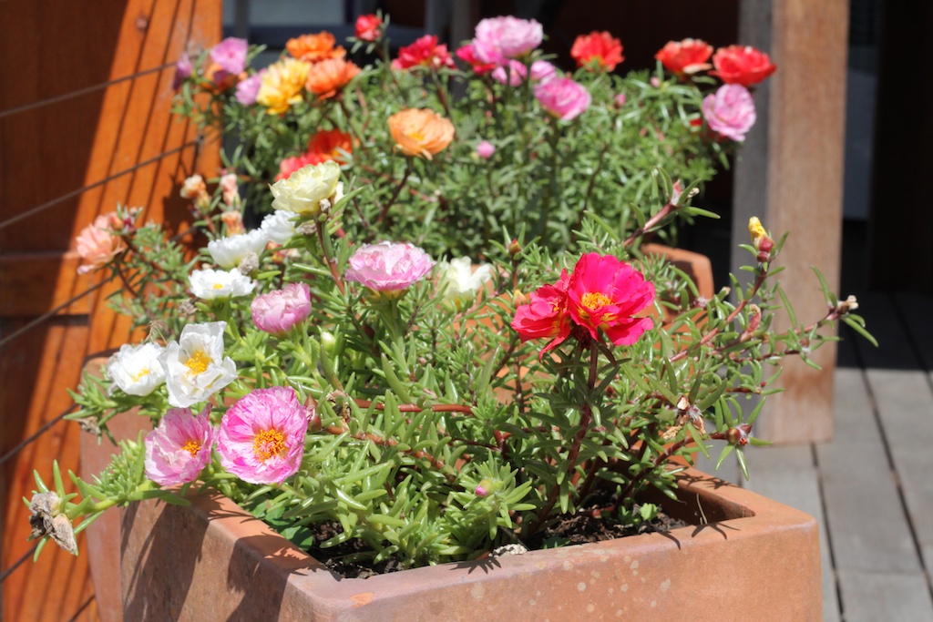 Colourful portulaca - ABC Organic Gardener Magazine