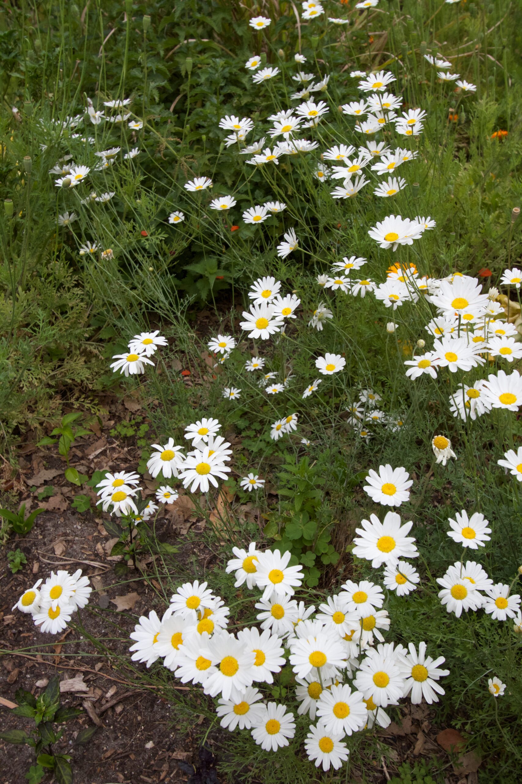 Make your own pyrethrum - ABC Organic Gardener Magazine