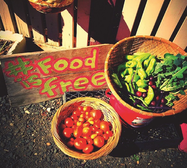 Food is free! - ABC Organic Gardener Magazine