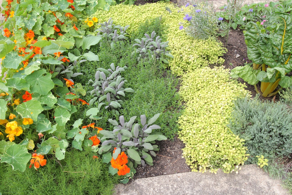 Herb garden basics - ABC Organic Gardener Magazine
