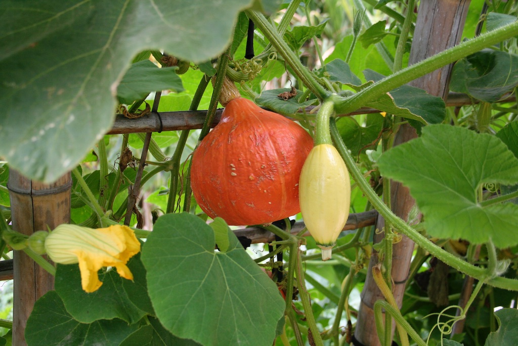 Pollinating pumpkins - ABC Organic Gardener Magazine