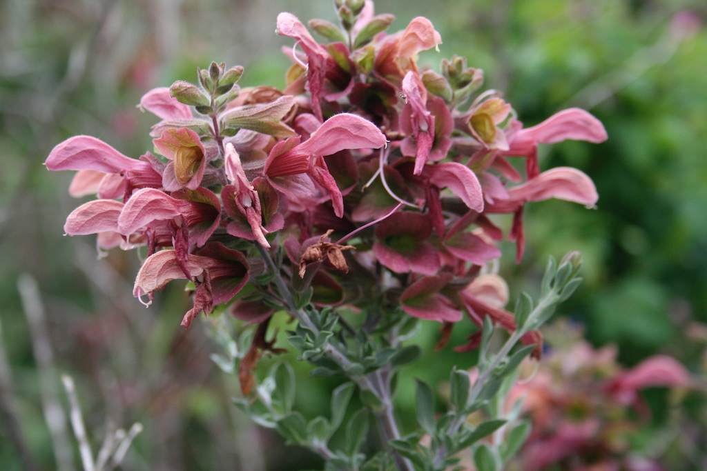Edible and useful salvias - ABC Organic Gardener Magazine