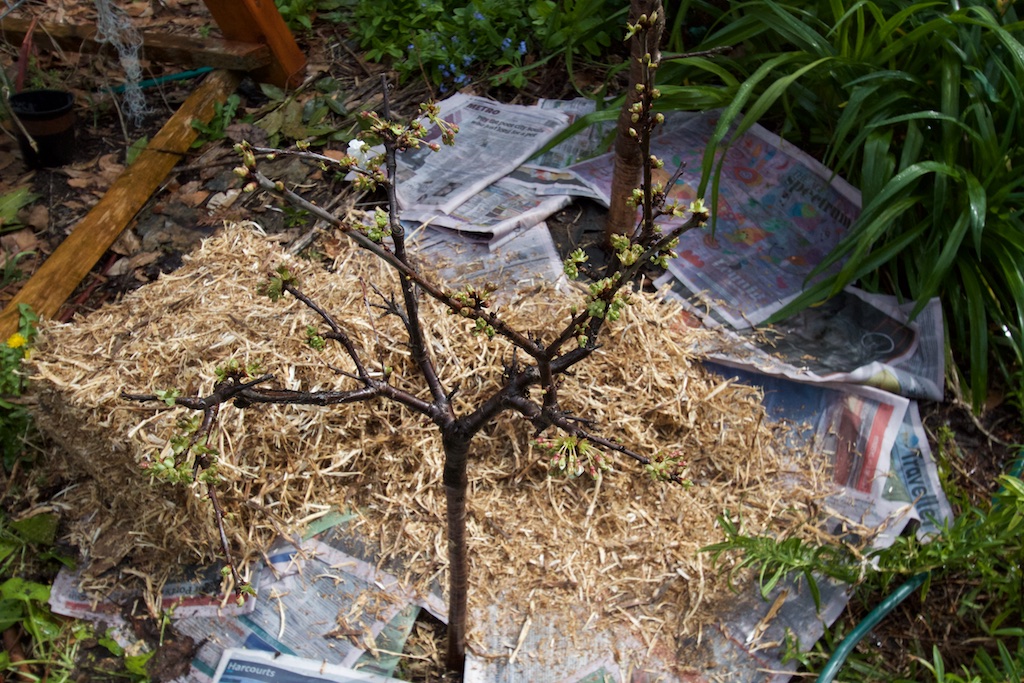 Create a slug barrier - ABC Organic Gardener Magazine