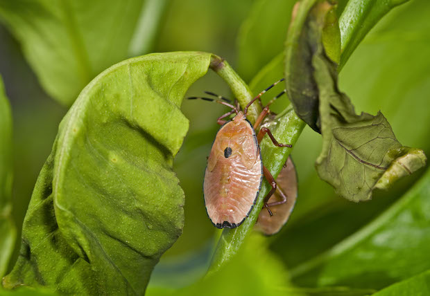 How to prevent and treat bugs and citrus gall wasp - ABC Organic ...