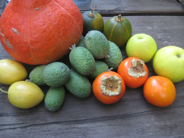 Fruit harvest in Karen’s Melbourne garden - ABC Organic Gardener Magazine