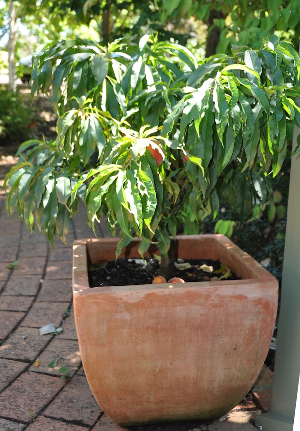 Planting potted trees - ABC Organic Gardener Magazine