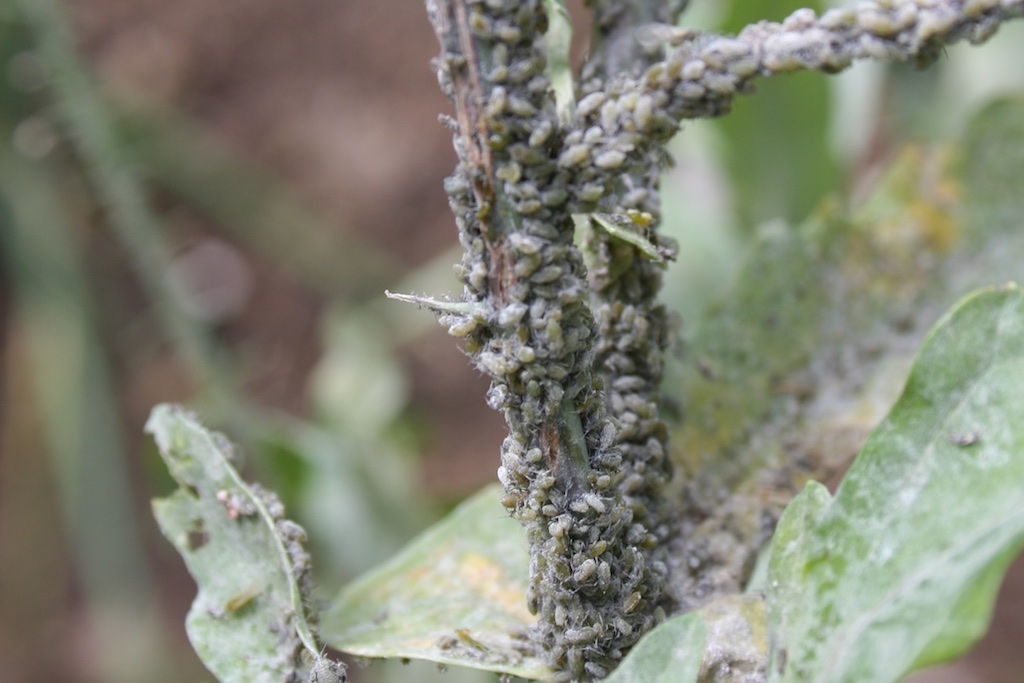 Pesky aphids - ABC Organic Gardener Magazine