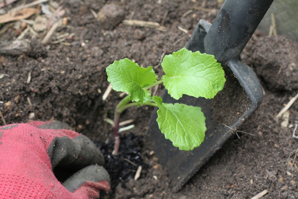 Planting seedlings - ABC Organic Gardener Magazine