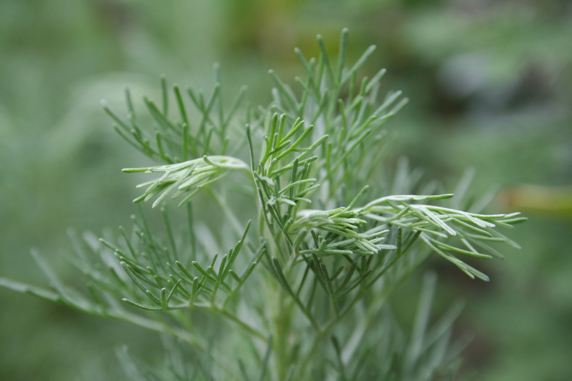 Southernwood - ABC Organic Gardener Magazine