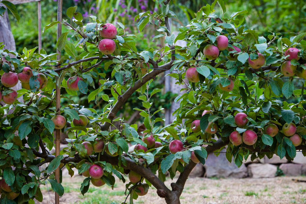 Small space apple tricks - ABC Organic Gardener Magazine