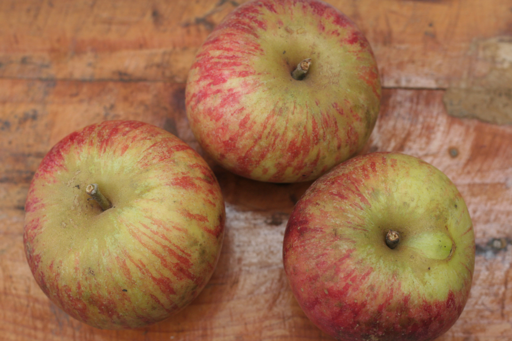 Apples: Glossary terms - ABC Organic Gardener Magazine