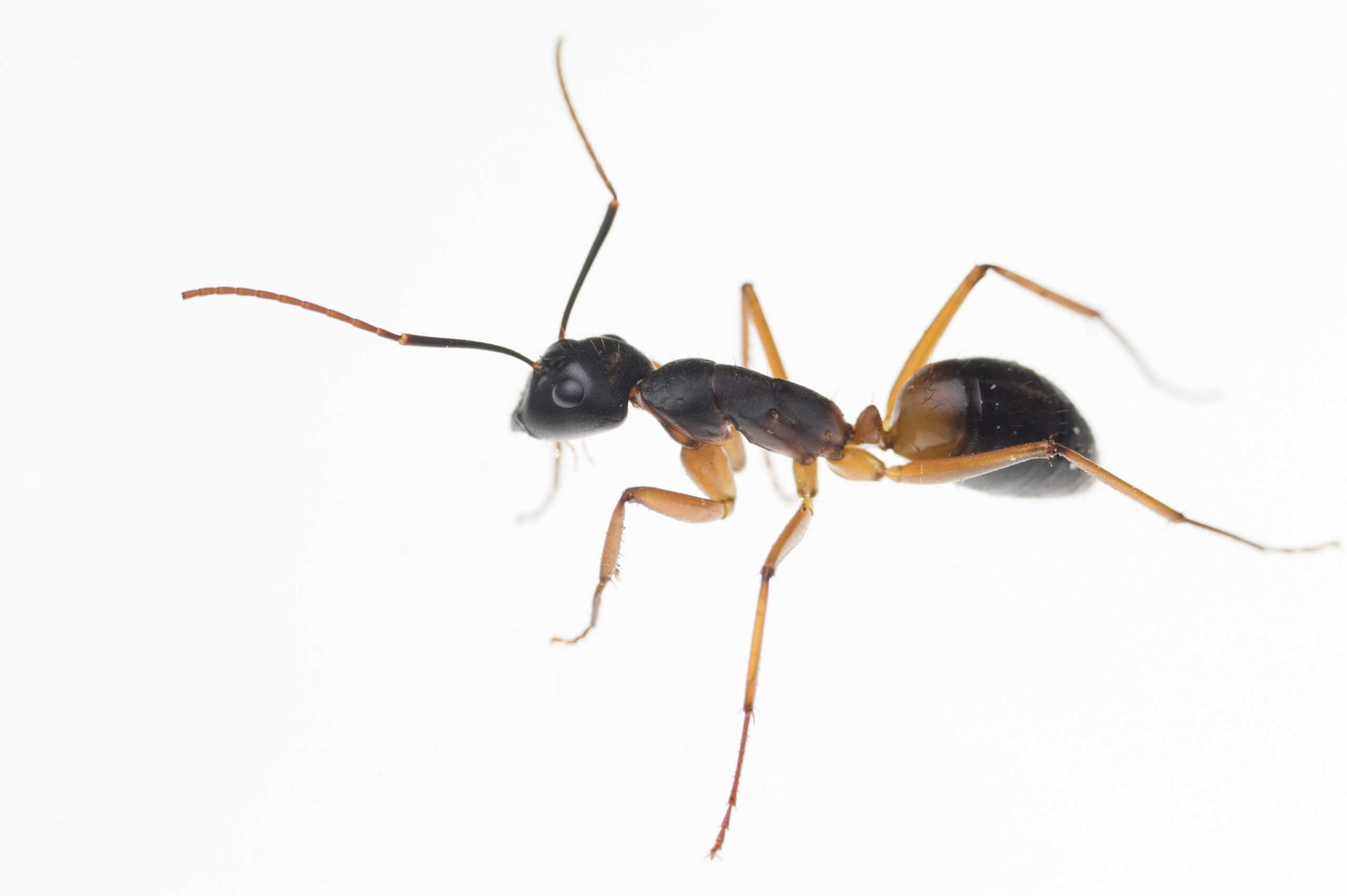 Ants - friend or foes - ABC Organic Gardener Magazine