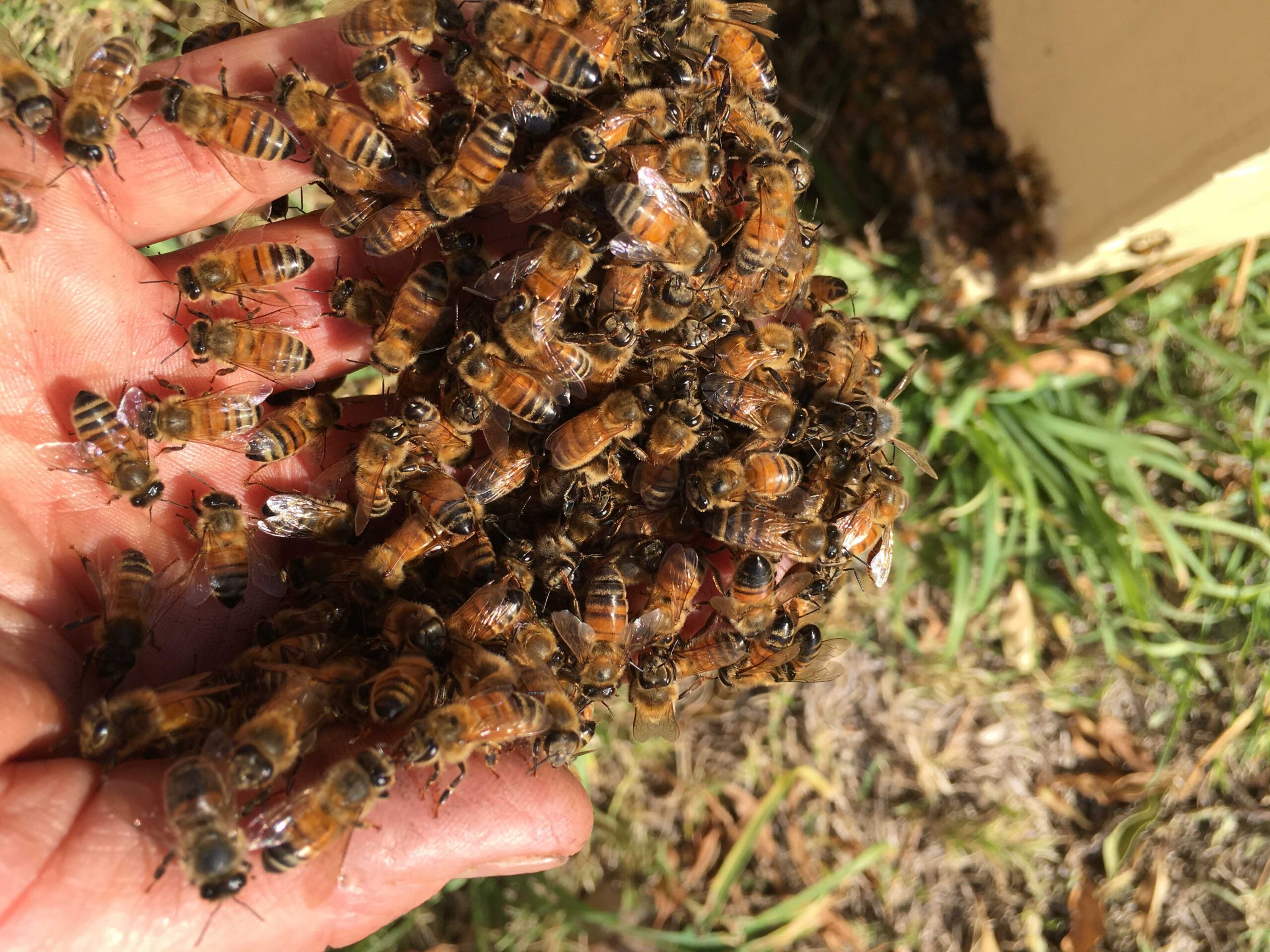 Bee protected - ABC Organic Gardener Magazine
