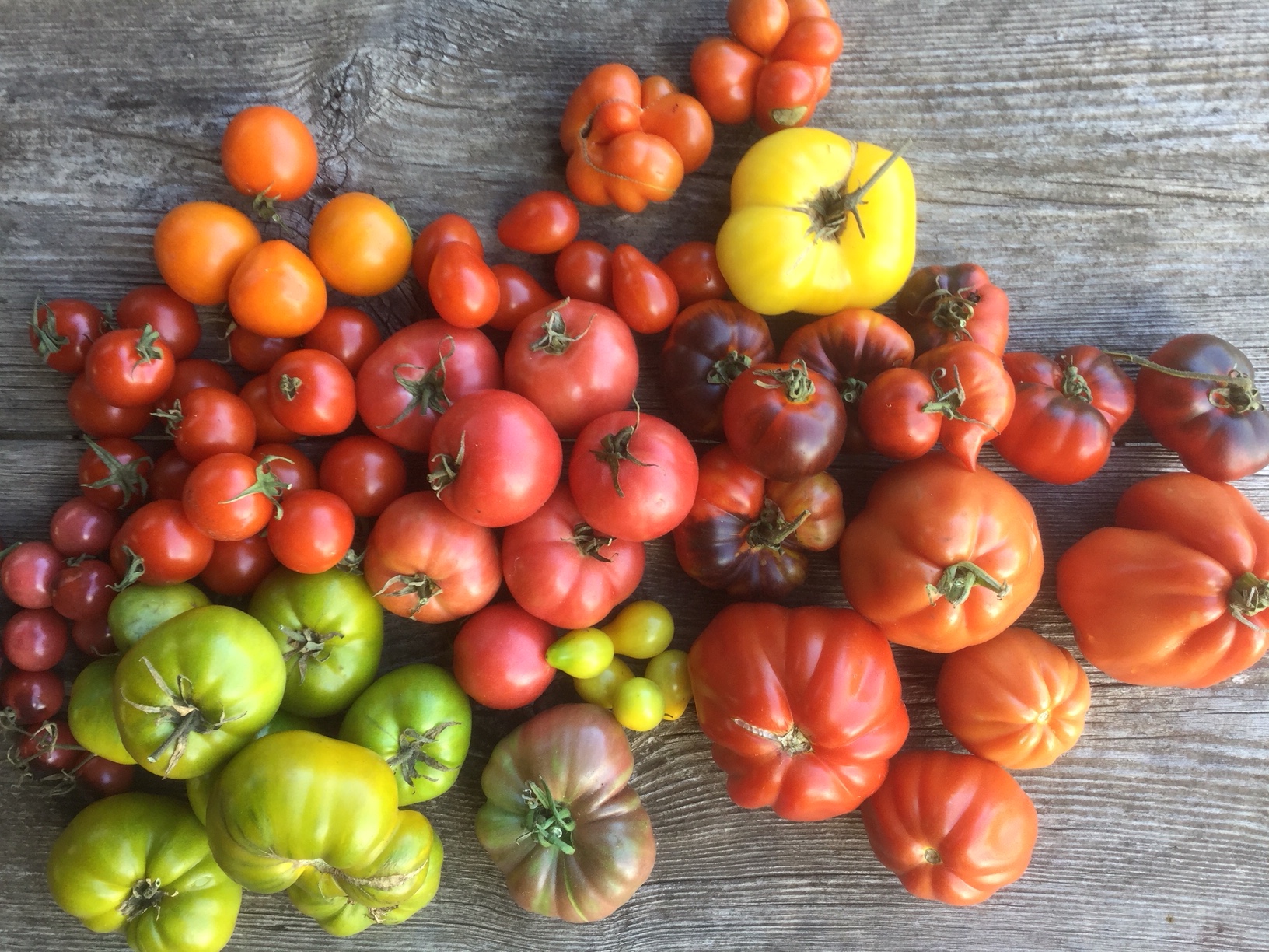 Modern heirloom tomatoes - ABC Organic Gardener Magazine